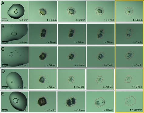 Time Lapse Dissolution Experiments Of Lysozyme Crystals Obtained In