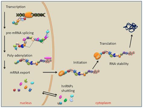 New Insights Into Functional Roles Of The Polypyrimidine Tract Binding