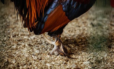 A Spurs Of Rooster Close Up Paw Closeup Stock Image Image Of Crest