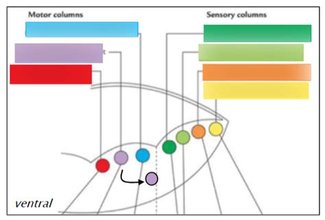 Cerebellum Brainstem Spinal Cord Diagram Quizlet