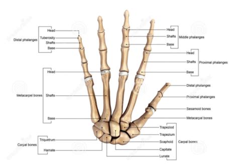 Finger Digits Anatomy Skeleton Hand Bone Anatomy Name Infographic By