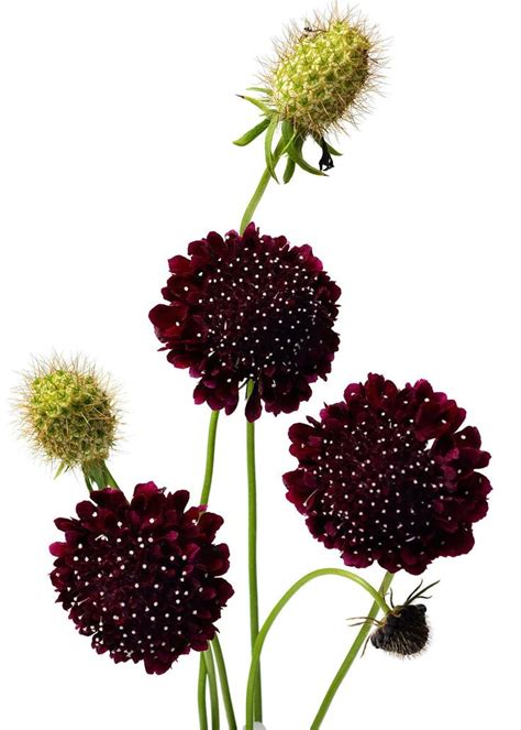 Scabiosa Scabiosa Flowers Flowers Fall Plants