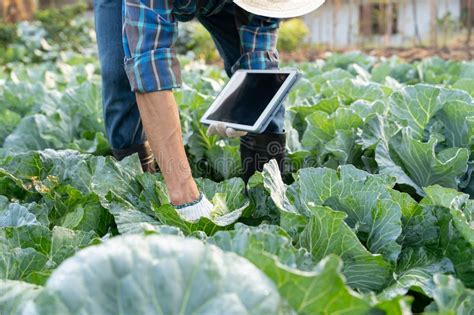 Farmers Use The Main Data Network In The Internet Agricultural Technology Work On Crop Data