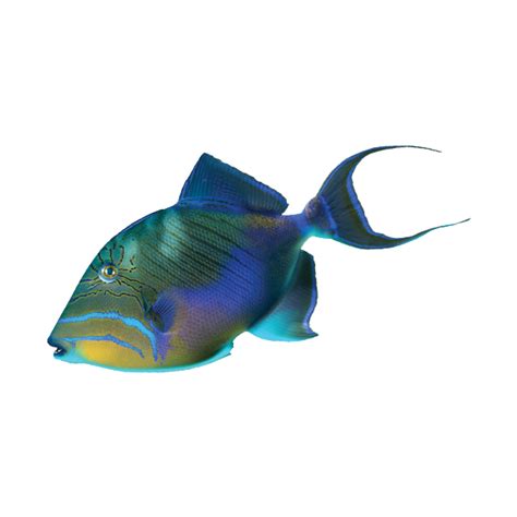 Queen Triggerfish Queen Triggerfish Mount Mounted Fish Fish Trophy