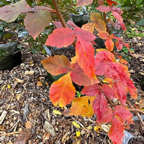 Rhus Aromatica 3 Fragrant Sumac Scioto Gardens Nursery