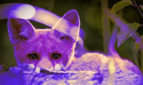 Malware Purple Fox Distribué Via Des Installateurs Telegram