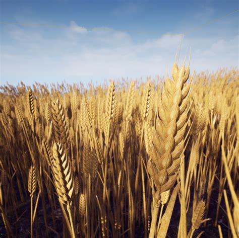 3d Model Photorealistic Wheat Turbosquid 1608446