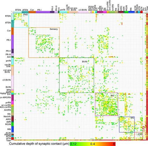 The Cns Connectome Of A Tadpole Larva Of Ciona Intestinalis L Highlights Sidedness In The