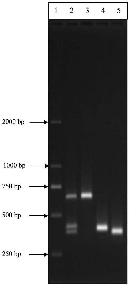 multiplex rt pcr primer set for simultaneously detecting three viruses