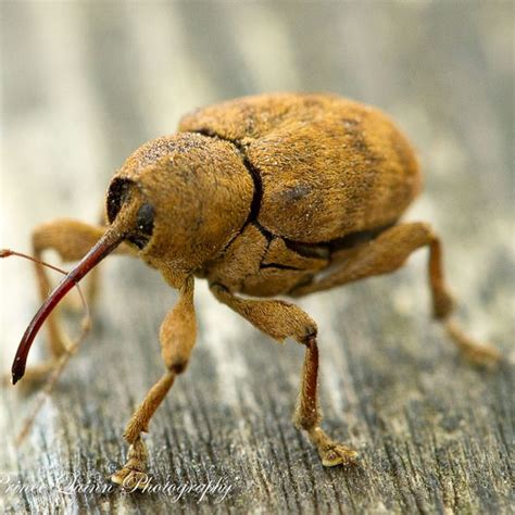 Curculio Glandium Acorn Weevil Weird Insects Insects Cool Insects
