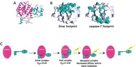 Structural Basis Of Caspase Inhibition By Xiap Cell