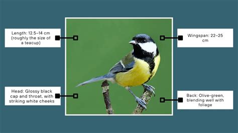 Great Tit Bird Uk Size Color Habitat Lifecycle And More