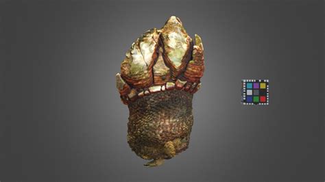 Cc0 カメノテ Goose Barnacle Capitulum Mitella Download Free 3d Model By