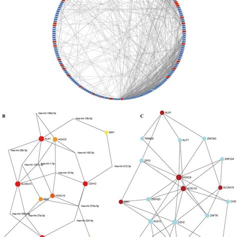 The Ppi Network And Interaction Network Of Degs Between Sat And Vat A