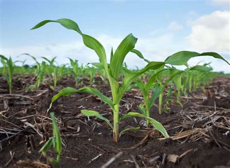 The Race To Crop Canopy Advanced Agrilytics
