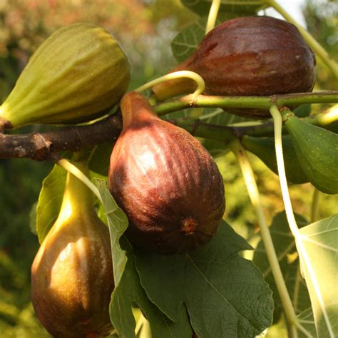 Brown Turkey Fig Tree