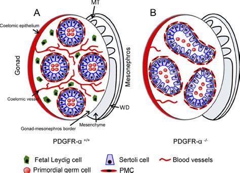 Schematic Representation Of The Effect Of Pdgfr ␣ Null Mutation On