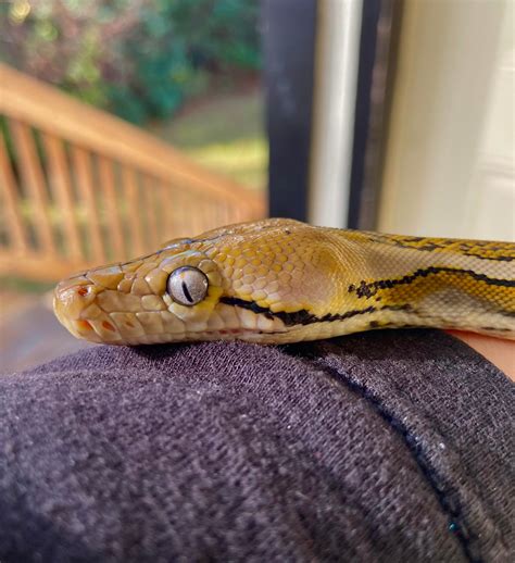 My Reticulated Python Has Silver Eyes Instead Of Orange His Name Is