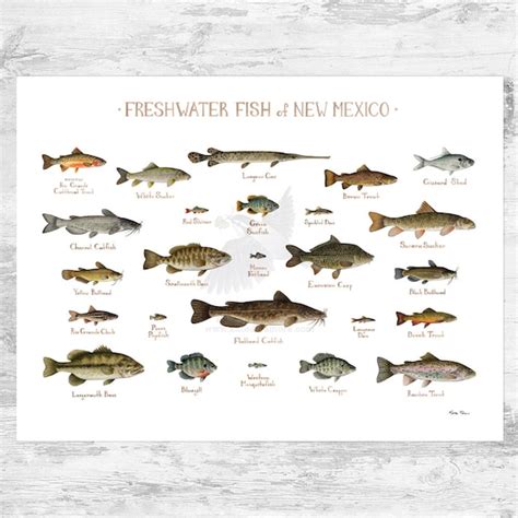 Minnow Identification Guide