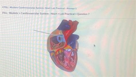 Solved Кpal Models Cardiovascular System Heart Lab