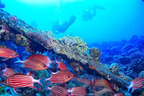 Premium Photo Coral Reef Background Underwater Marine Life Ecosystem