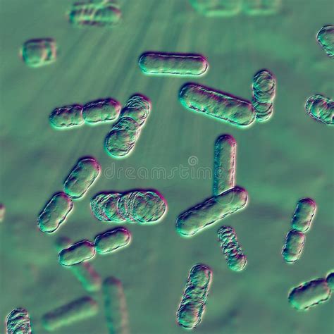 Bacteria Bacteroides 3d Illustration Stock Illustration Illustration Of Normal Disbiosis