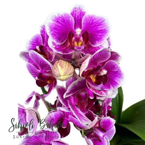 97 Phal Pink Violet İthal Sihirli Bahçem