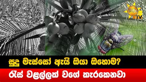 සුදු මැස්සෝ ඇයි ඔයා ඔහොම රැස් වළල්ලක් වගේ කැරකෙනවා Hiru News Youtube