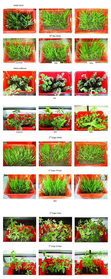 Schematic Diagram Of Pot Experiment Figure 3 Download Scientific