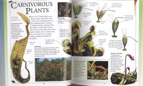 Big Book Of Knowledge By Dk 9781409333258 Browns Books