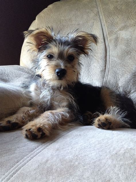 Whats A Yorkie Mix At Essie Visser Blog