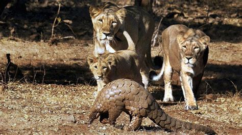 Pangolin Lion Lion After Having A Feast Picture Of Pangolin Chobe