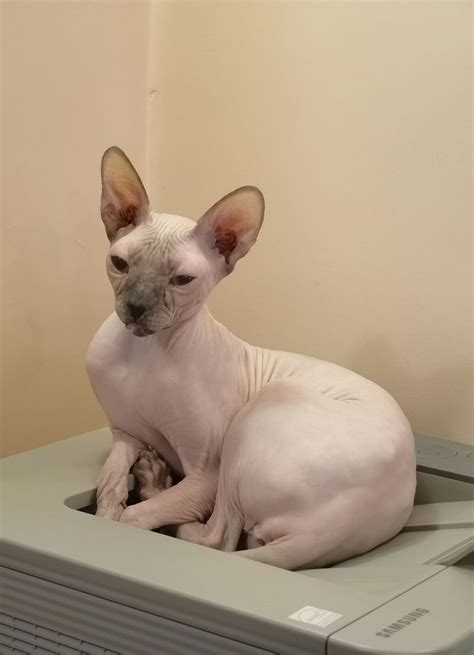 Kamen Mitzev On Linkedin Днес Кари става на 3 години Тя редовно помага в офиса топли се на…