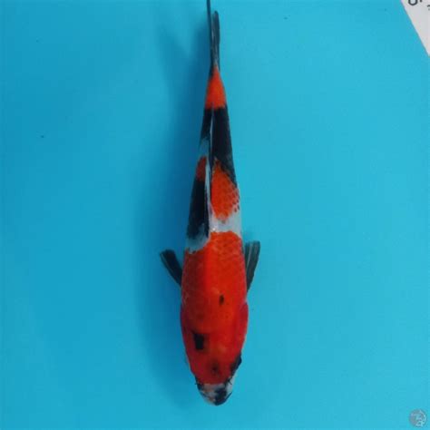Lelang Koi Showa 23 Cm ~ Kaffa Koi Blitar
