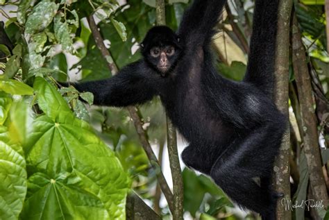 Los Amenazados Monos Araña De Tambopata Una Historia De Reintegración