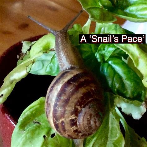 Snails Pace Idiom Meaning At Marie Houston Blog
