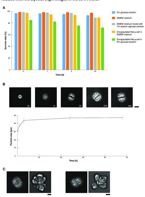Survival Ratio And Growth Of Hela Cells In Alginate Microcapsules A Download Scientific