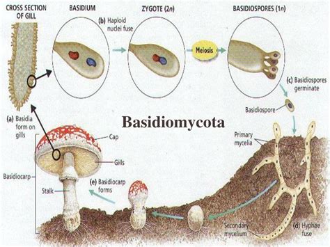 Ppt Chapter 23 Fungi Powerpoint Presentation Free Download Id648051