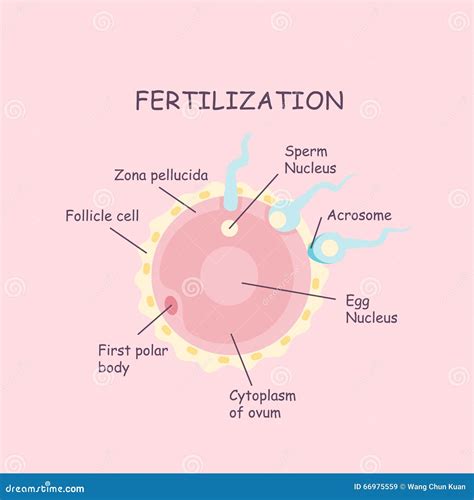 Sperm And Egg Fertilization Process