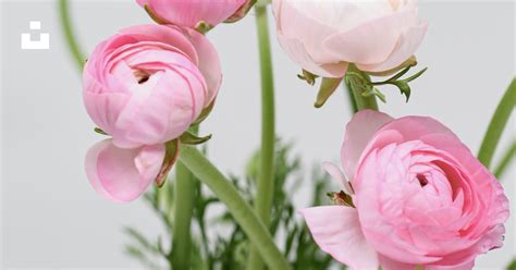 테이블 위에 분홍색 꽃으로 가득 찬 파란색 꽃병 사진 Unsplash의 무료 꽃 이미지