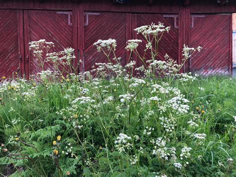 How To Identify And Remove Poison Hemlock