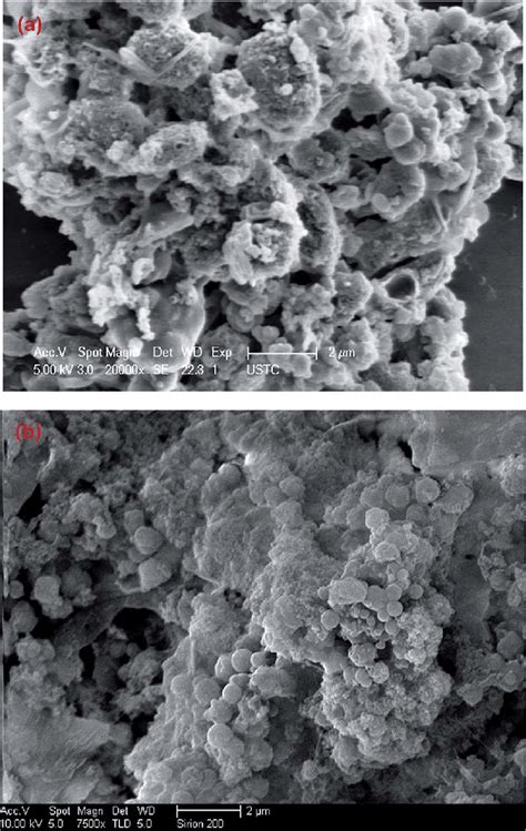 Scanning Electron Micrographs Of The Surfaces Of Hydrochars Deviated Download Scientific