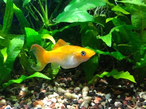 Java Fern Aquarium Plant Care Planting Growing Guide Pangovet
