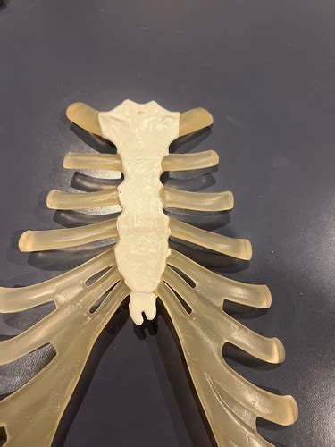 Lab Practical 2 Axial Skelton Flashcards Quizlet