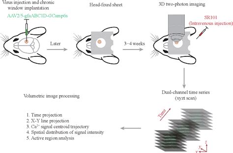 Figure 1 From A Visualization Pipeline For In Vivo Two Photon