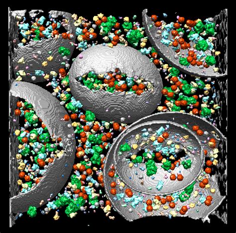 Test Tomogram Segmentation With Deepfinder Method Download