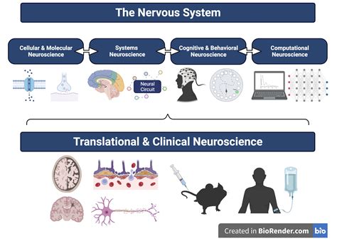 Unlock The Mysteries Of The Brain Explore The Wonders Of Neuroscience Research — Come Be Brainy