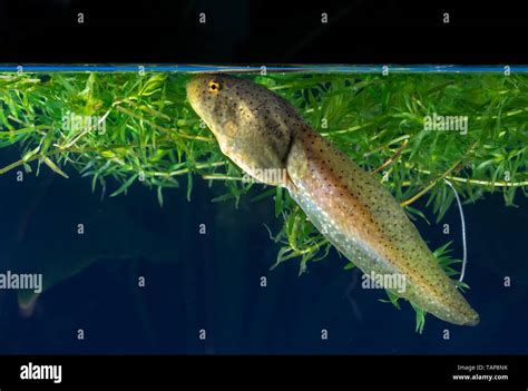 Tadpole Identification