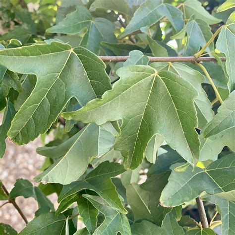 Maple Trident Covingtons