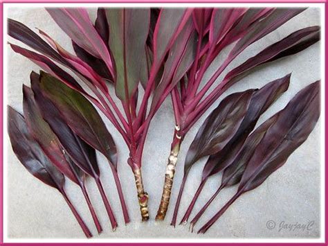 How To Propagate Hawaiian Ti Plants Cordylines From Cuttings Artofit